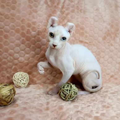 Available Kittens | Luxor Sphynx Cats California