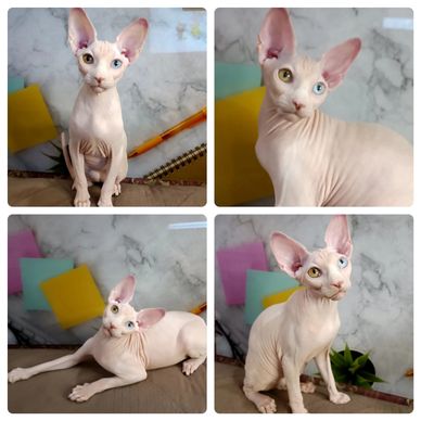 Available Kittens | Luxor Sphynx Cats California