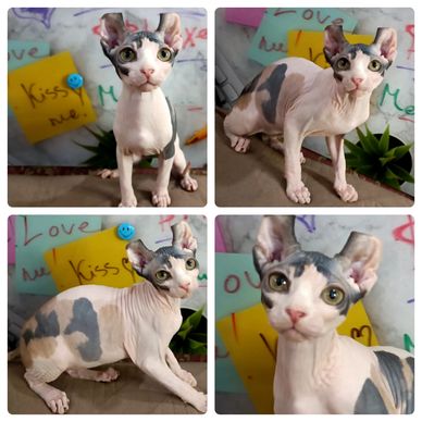 Available Kittens | Luxor Sphynx Cats California