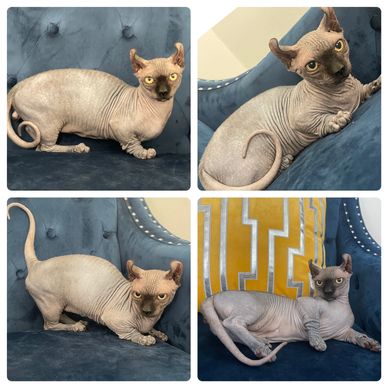 Available Kittens | Luxor Sphynx Cats California