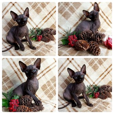 Available Kittens | Luxor Sphynx Cats California