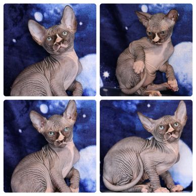 Available Kittens | Luxor Sphynx Cats California