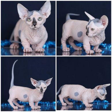 Available Kittens | Luxor Sphynx Cats California