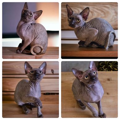 Available Kittens | Luxor Sphynx Cats California