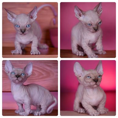 Available Kittens | Luxor Sphynx Cats California