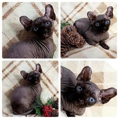 Available Kittens | Luxor Sphynx Cats California