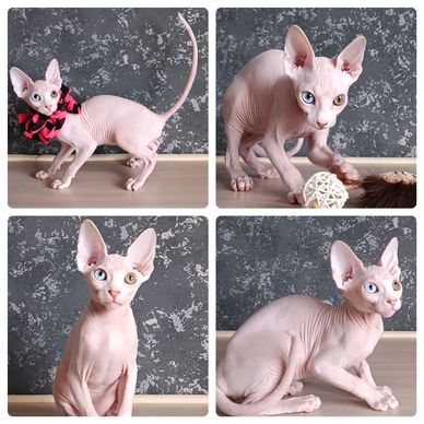 Available Kittens | Luxor Sphynx Cats California