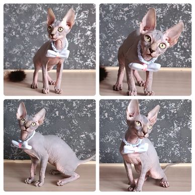 Available Kittens | Luxor Sphynx Cats California