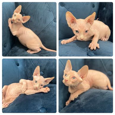 Available Kittens | Luxor Sphynx Cats California