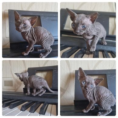 Available Kittens | Luxor Sphynx Cats California