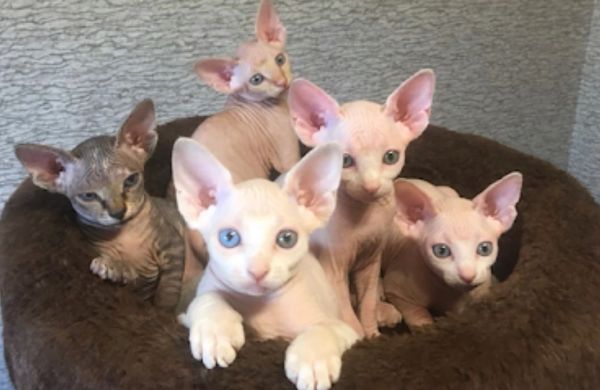 Luxor Sphynx Cats California