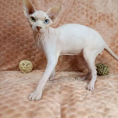 Available Kittens | Luxor Sphynx Cats California