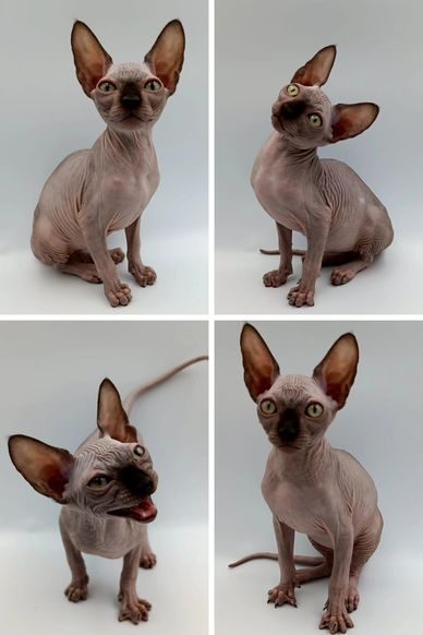 Available Kittens | Luxor Sphynx Cats California