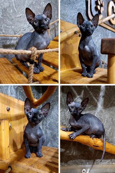 Available Kittens | Luxor Sphynx Cats California