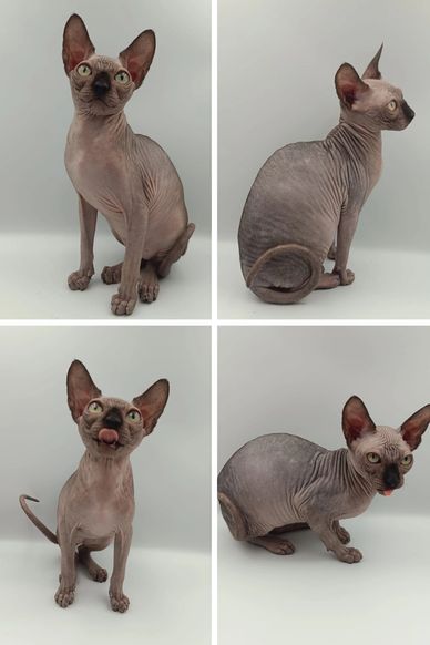 Available Kittens | Luxor Sphynx Cats California