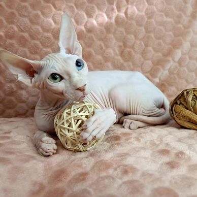 Available Kittens | Luxor Sphynx Cats California