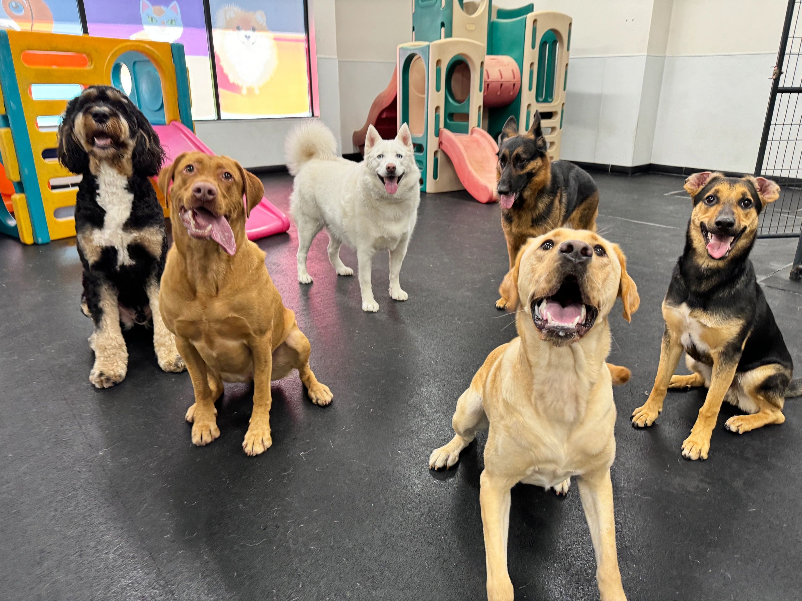 Dogs Having Fun Oostrum