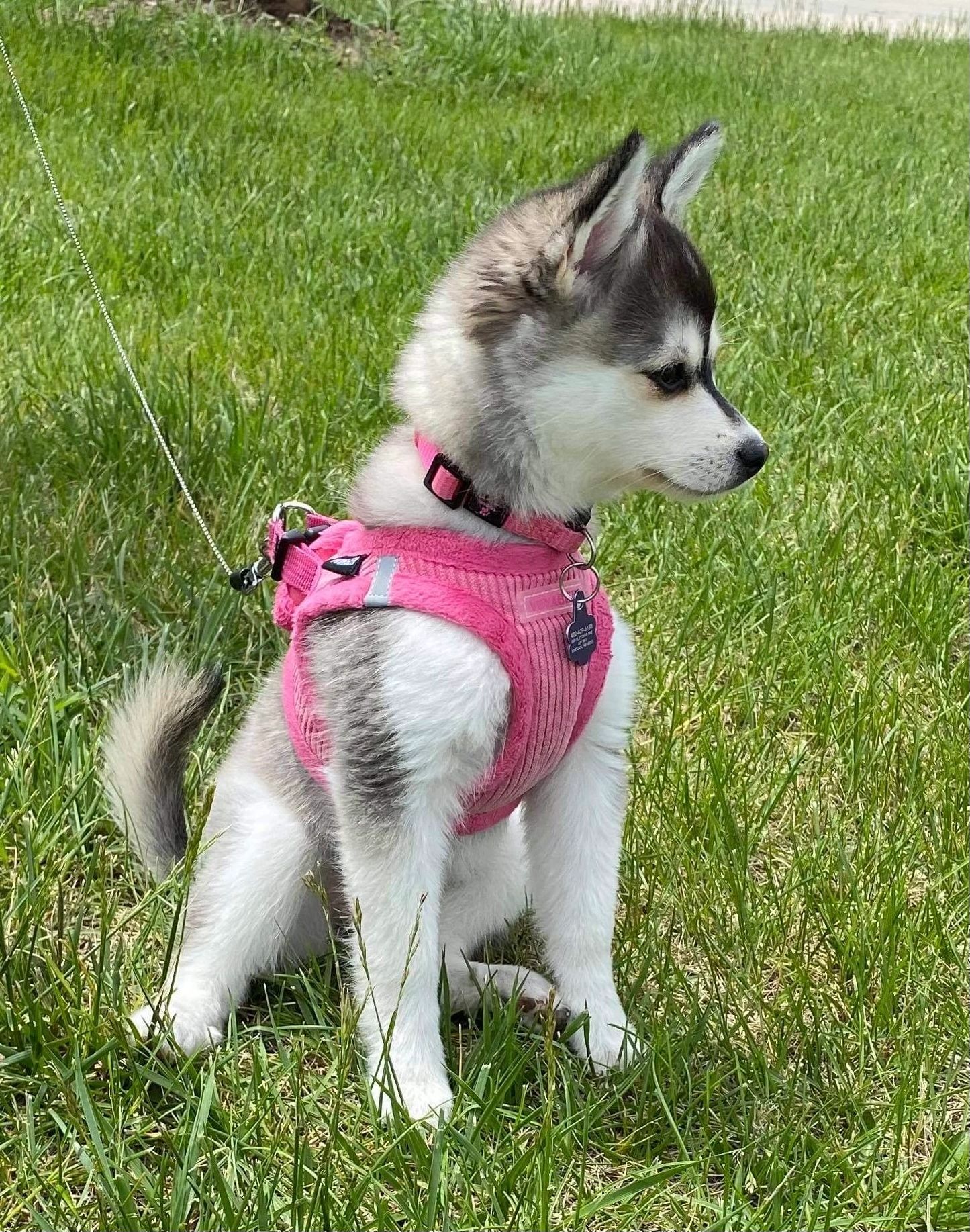 Carr’s Minis - Poms, Pomklees, Alaskan Klee Kai