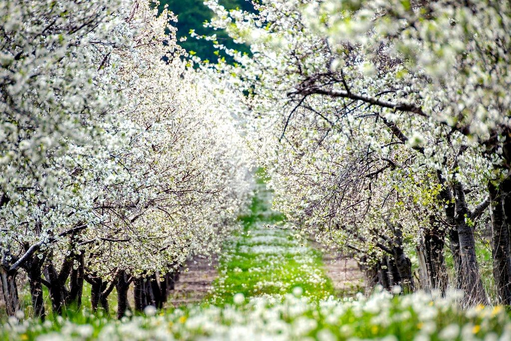 Smith Cousins in Michigan