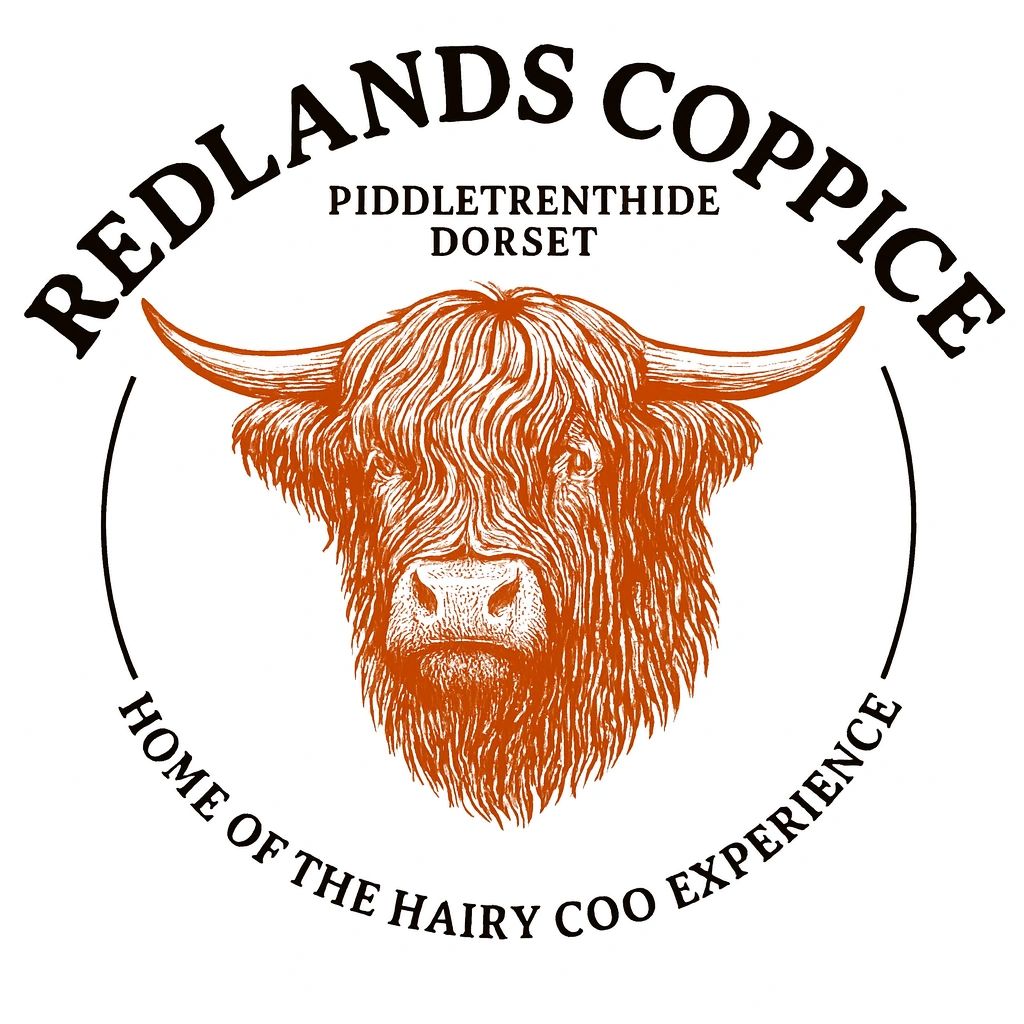 Highland Cow Experience at Redlands Coppice