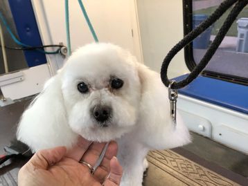 4 Paws Only Mobile Pet Salon