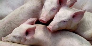 General Info | Pinal County Fairgrounds & Event Center