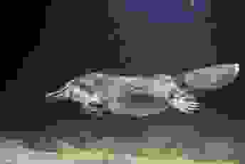 Sharppark.com.au
