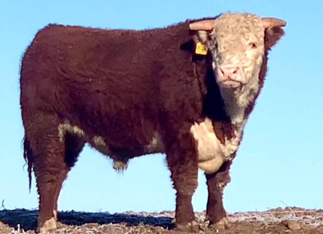 Annual Ridder Hereford Bull & Heifer Sale coming up!