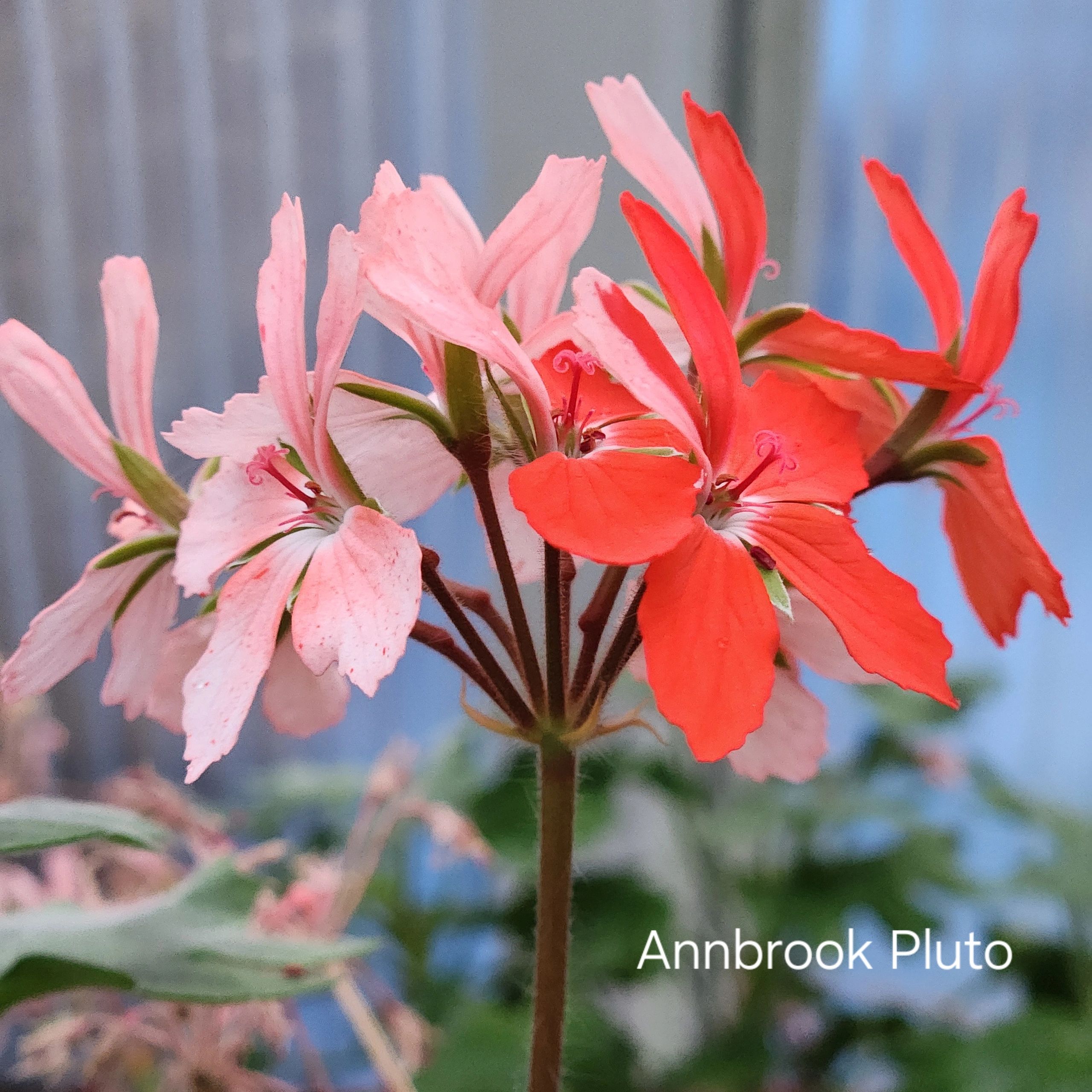 Legacy Geraniums and Pelargoniums