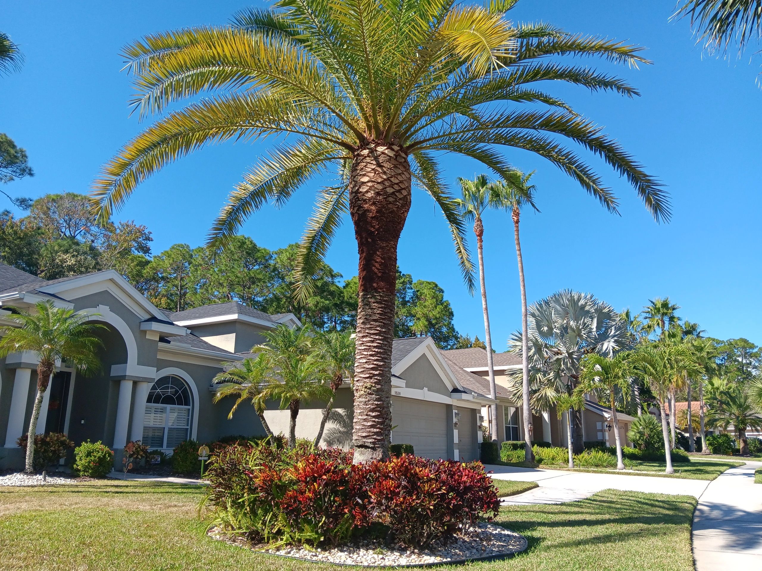 Tree and Palm Service