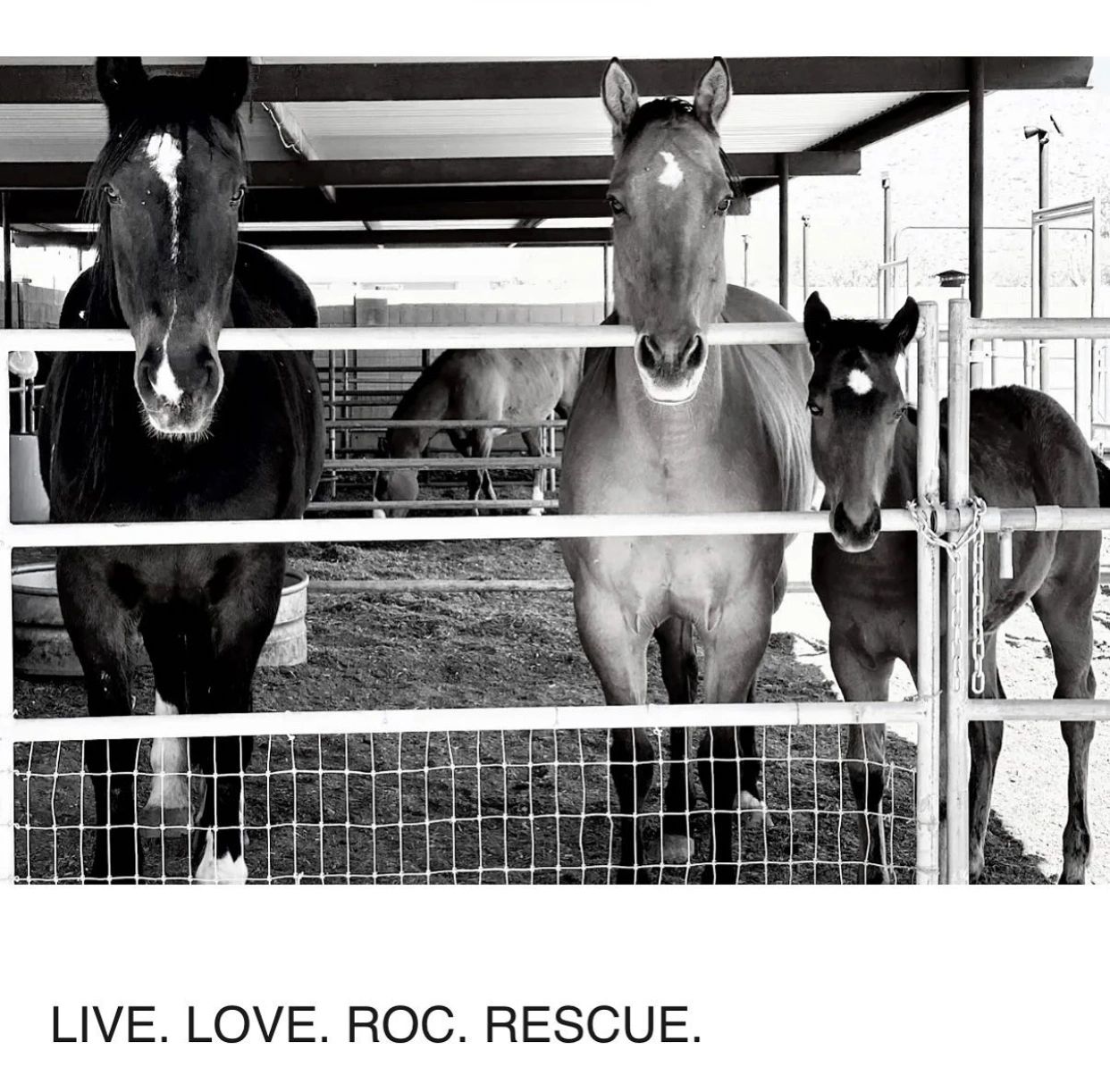ROC Rescue Ranch