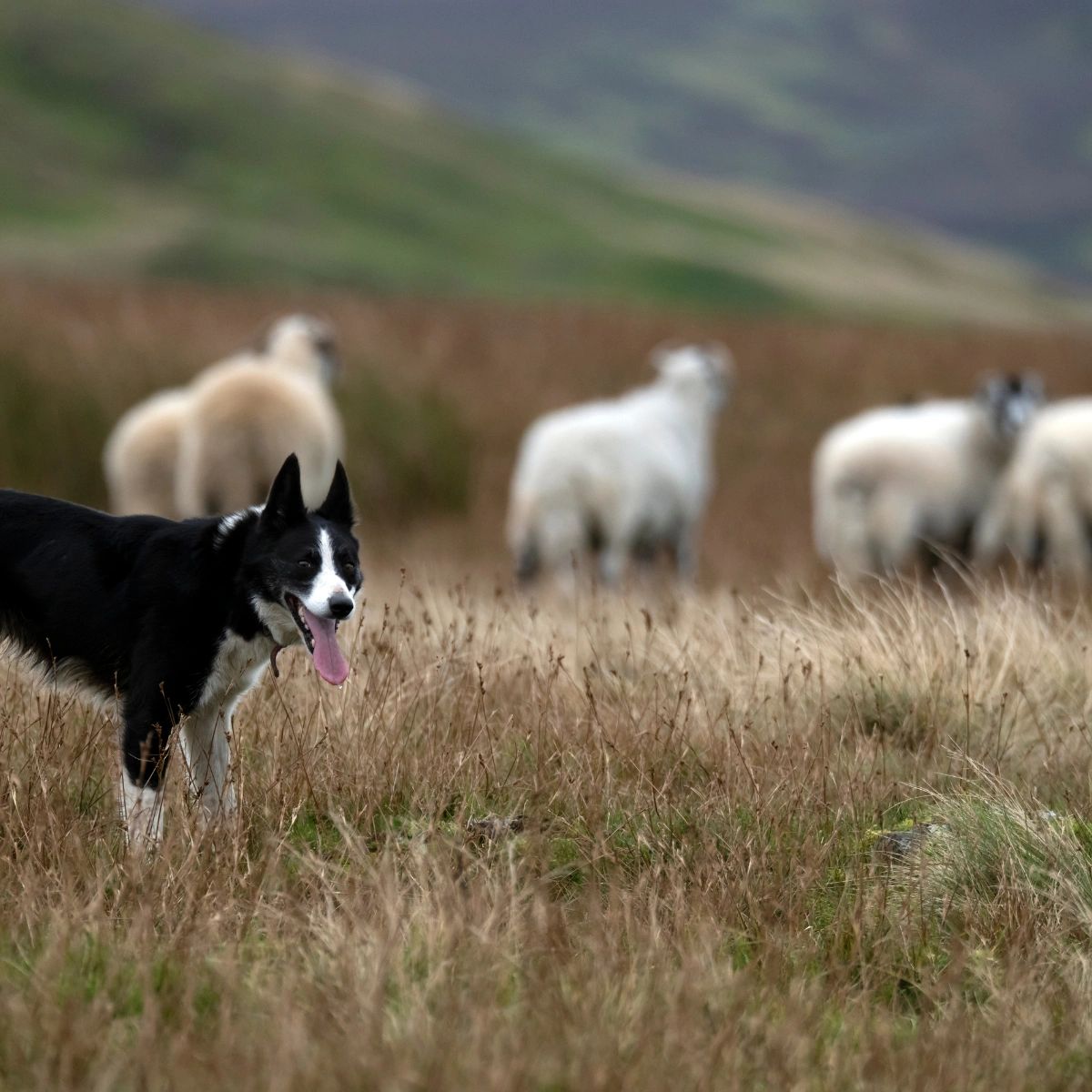 Working Sheep Dogs
