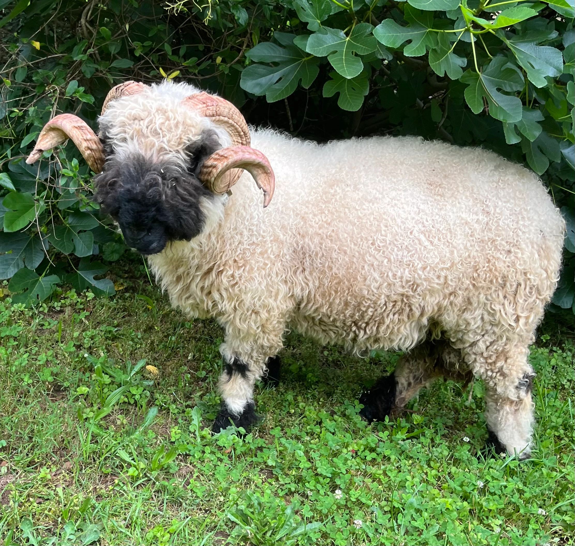 2025 PUREBRED Ram Lambs