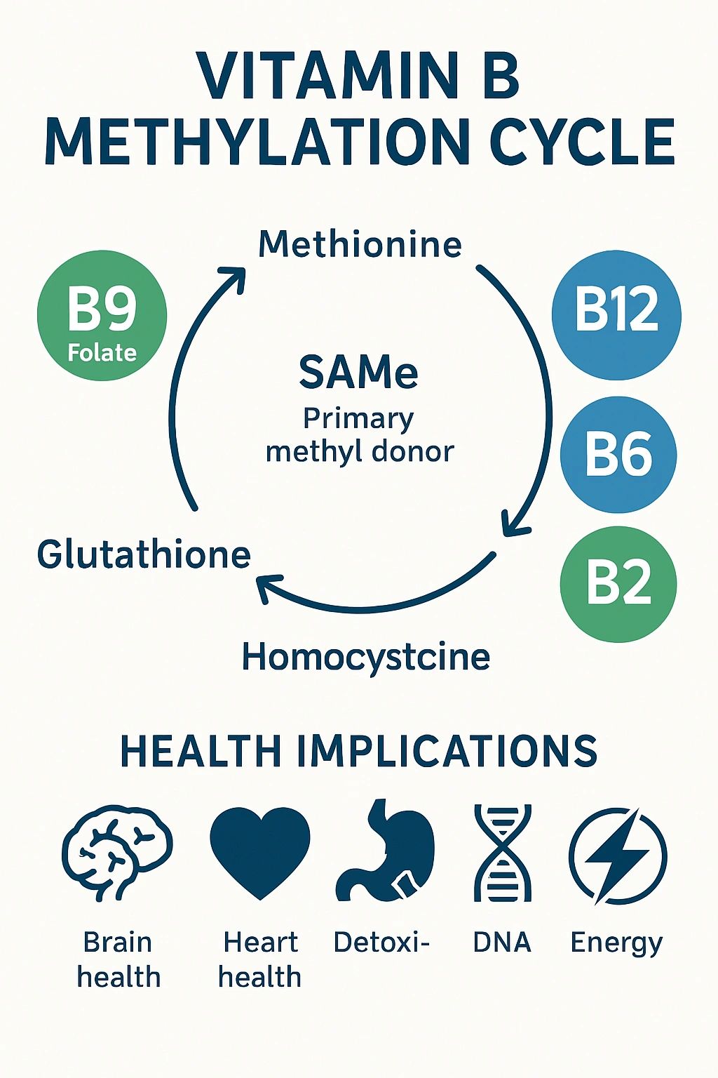 Vitamin B Methylation: What is it and why is it so important?