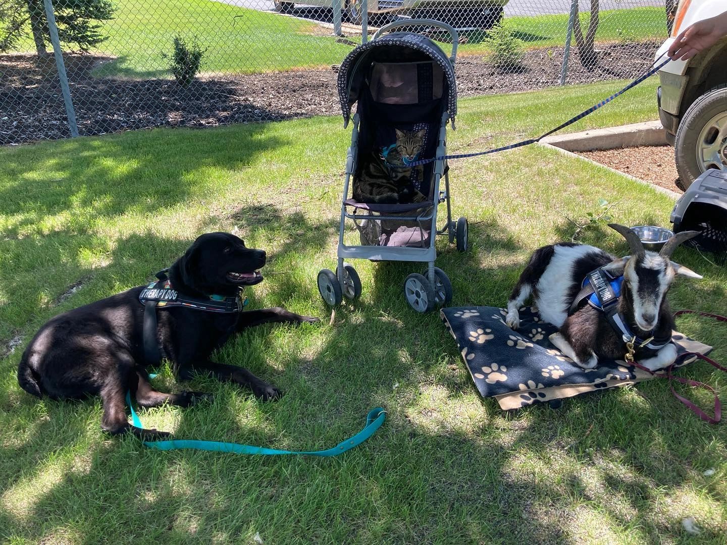 Bosco - The Dog | Boss Co - Animal Assisted Therapy Alberta