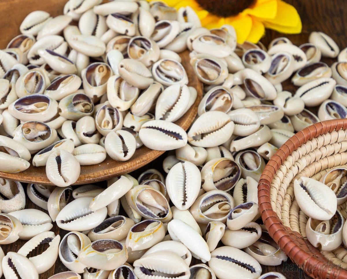 Cowrie Shells