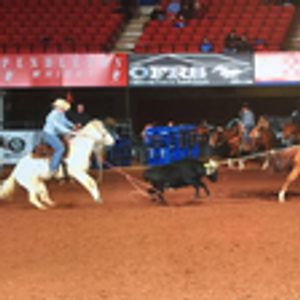 Chism Trail Ranch - Horse, Horse, Summer Camp, Horse Riding