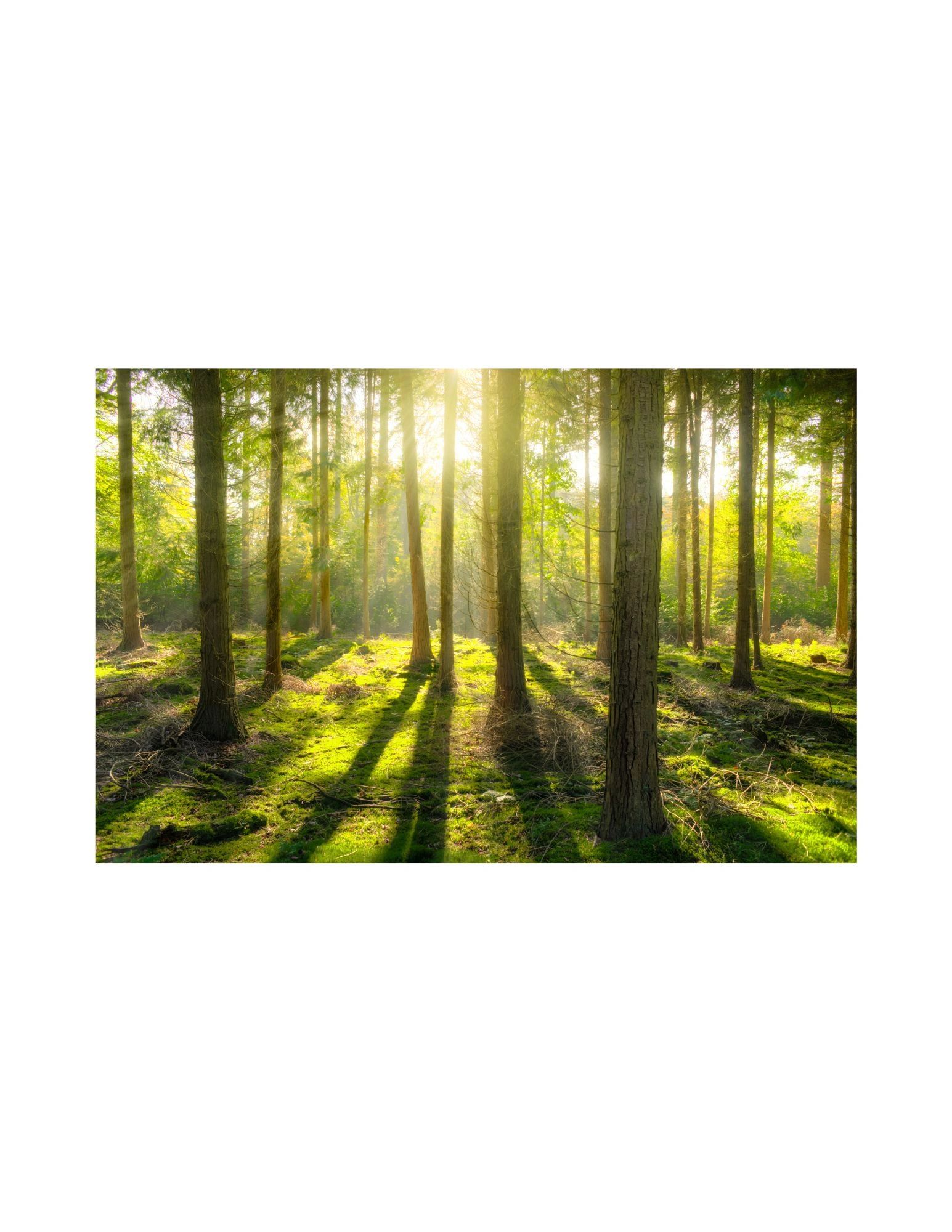 Forest Bathing and Wellness - Forest Bathing, Forest Therapy
