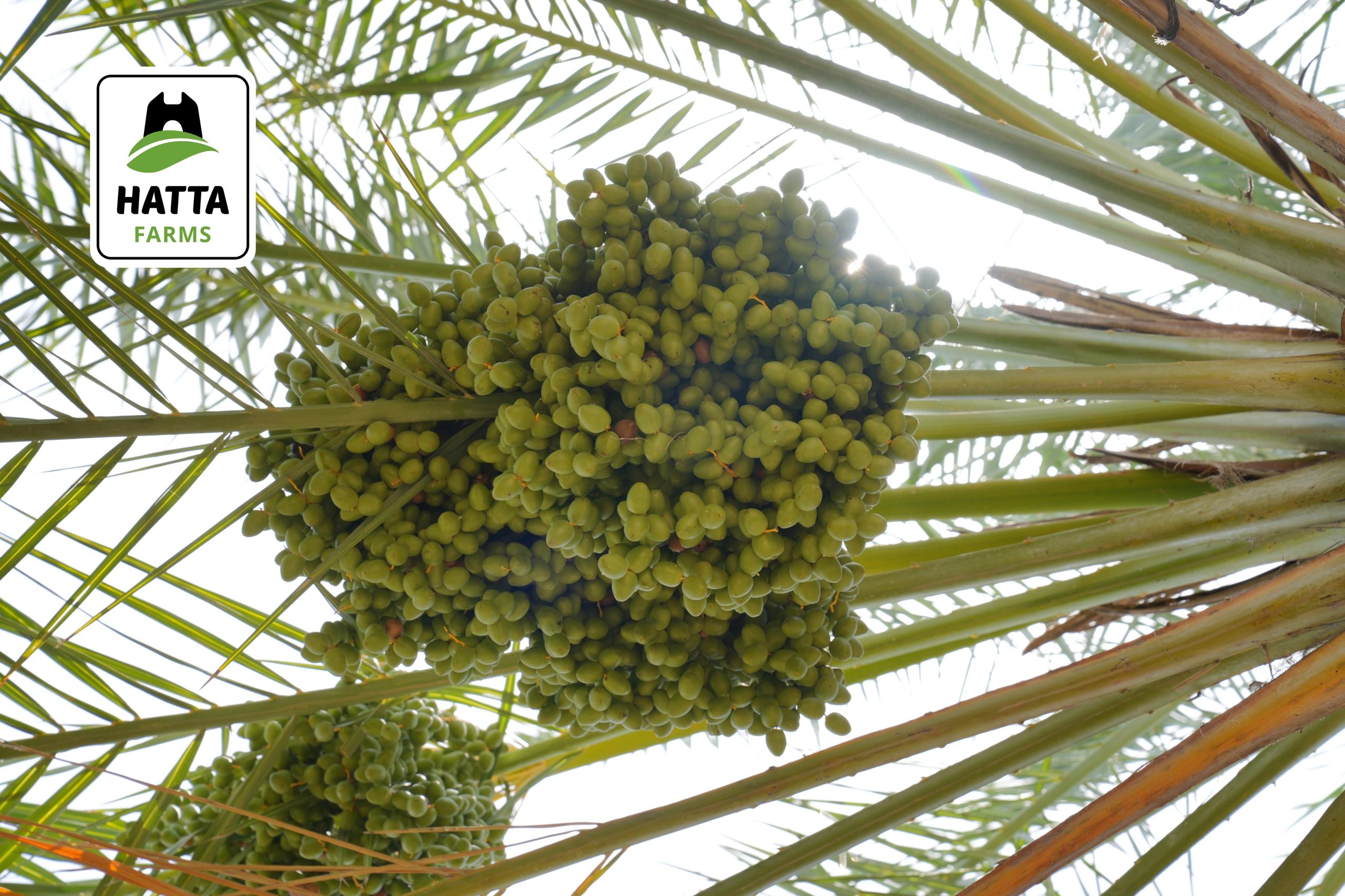 Hatta Farms