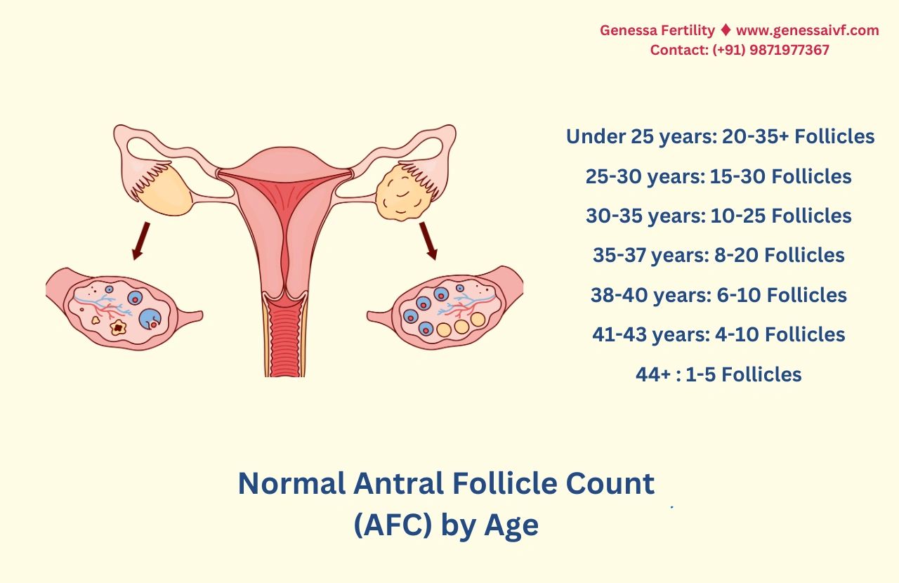 Normal Antral Follicle Count By Age