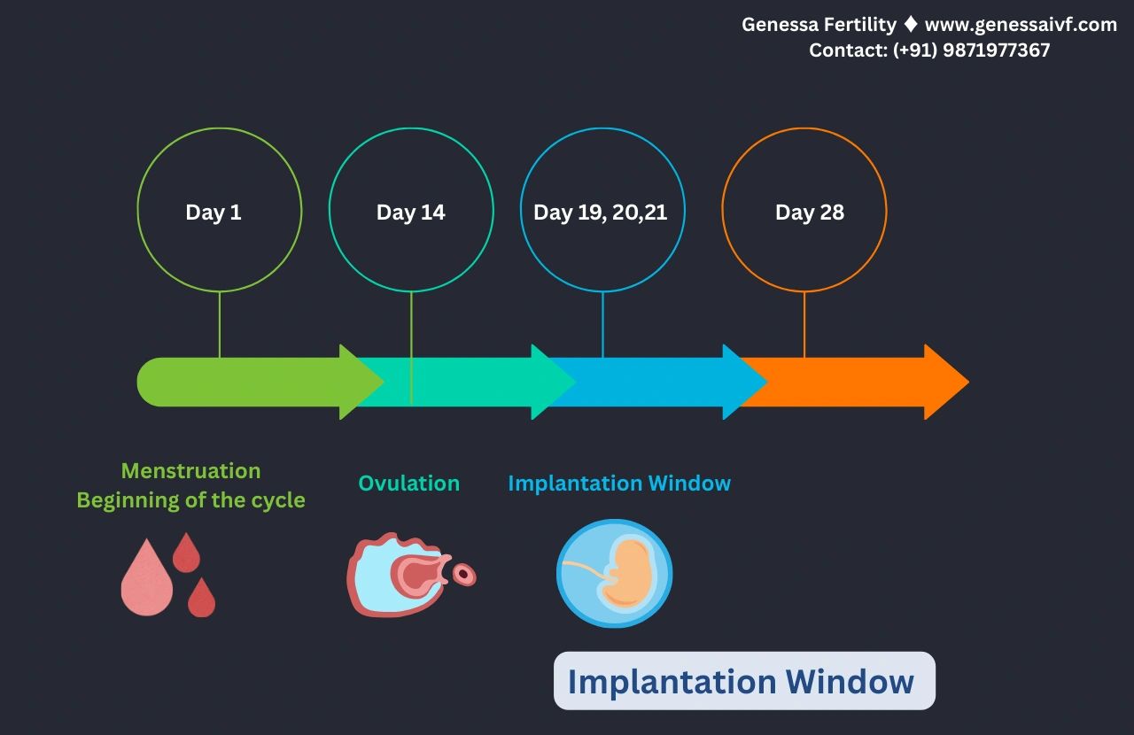 Implantation Window