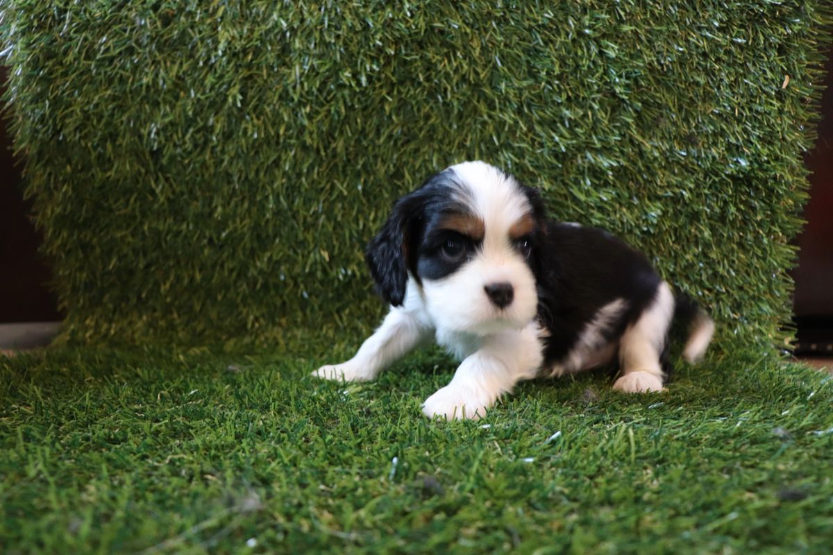 Lee - Tri colored male