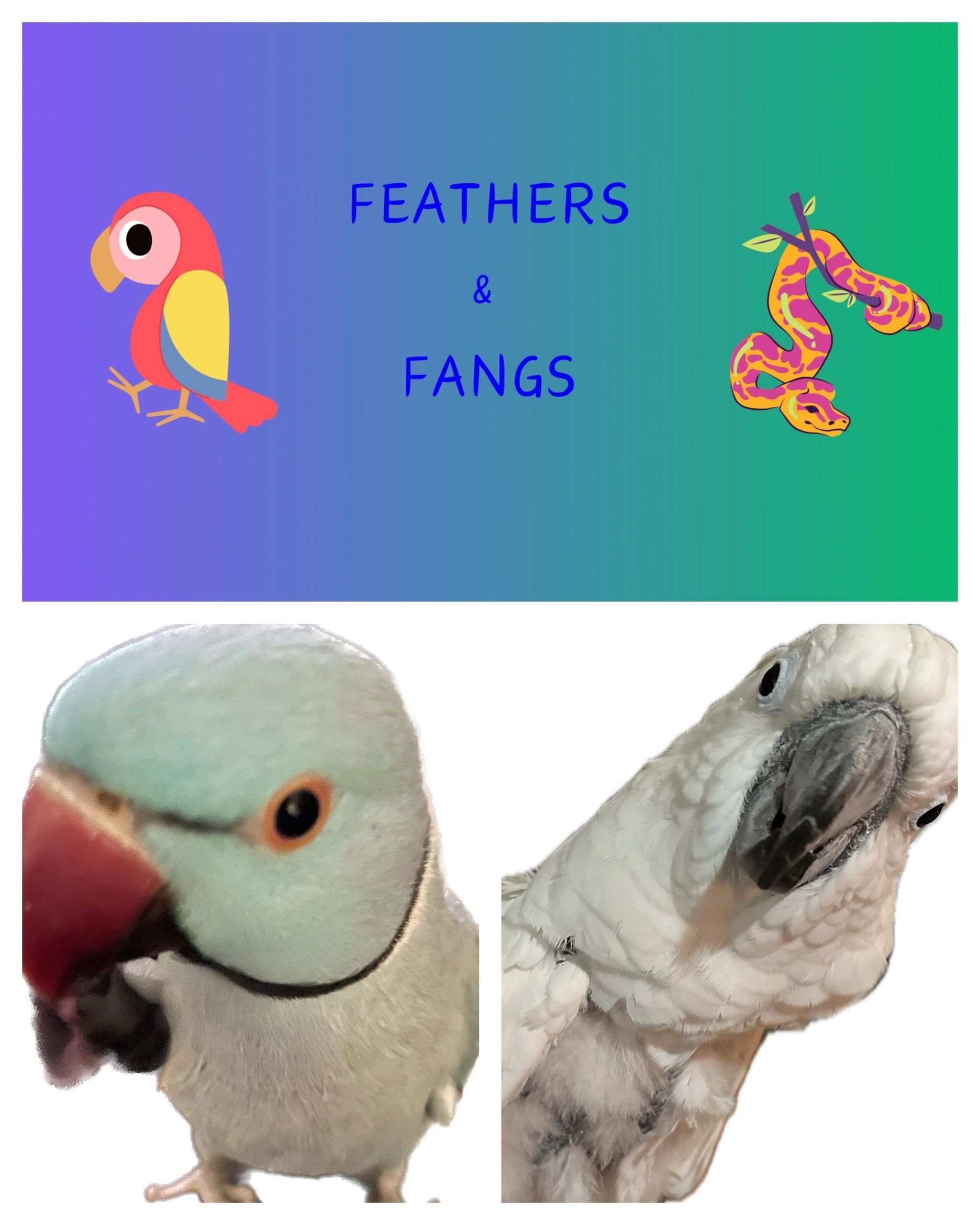 Feathers & Fangs