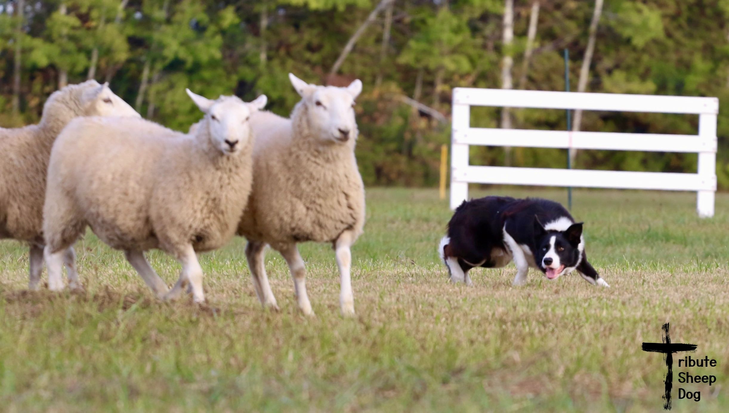 About Us | Tribute Sheepdog