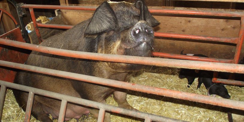 Weaner pigs | Everly Farms