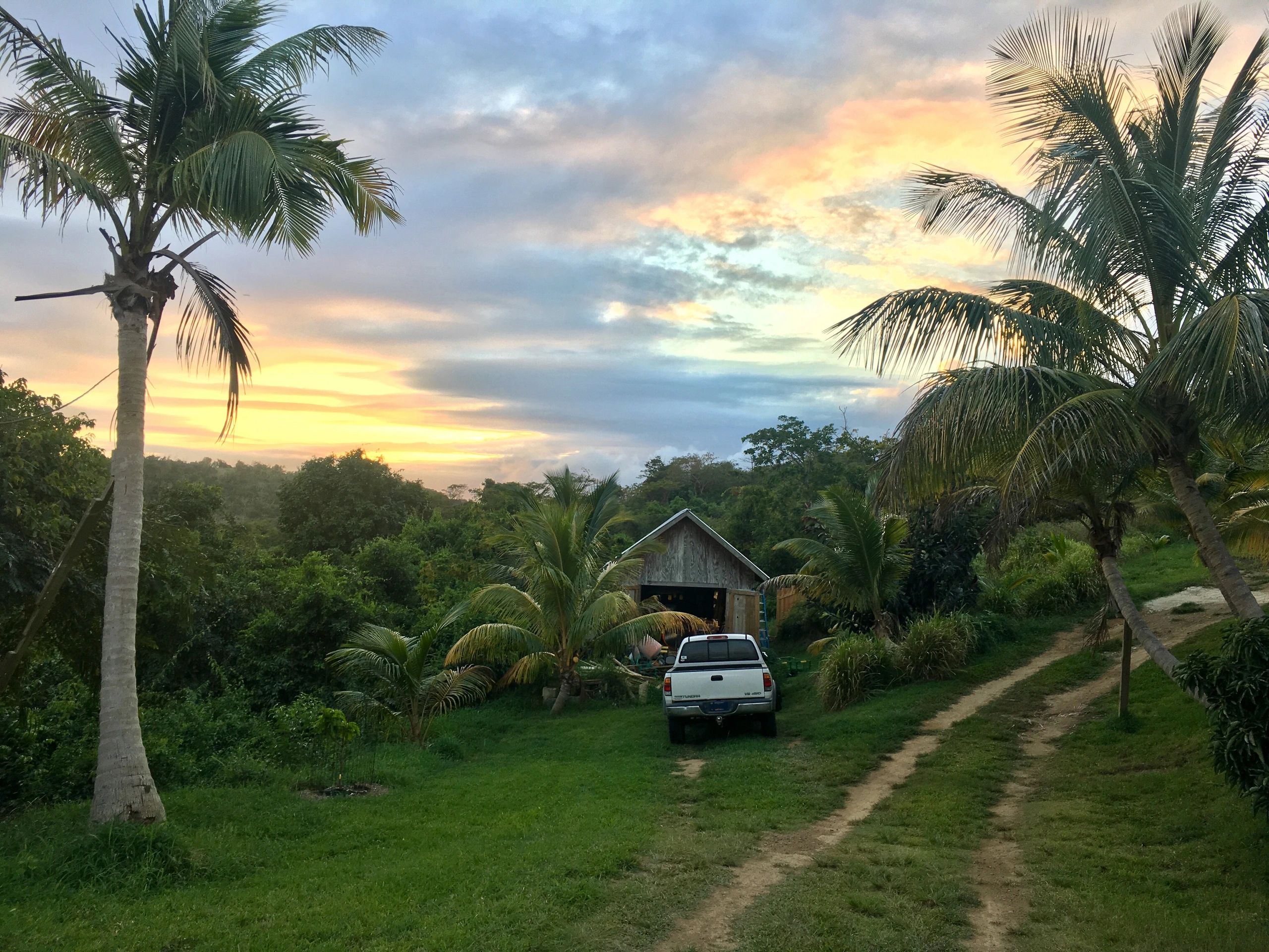 Experience Organic Farming at The Mangos Know