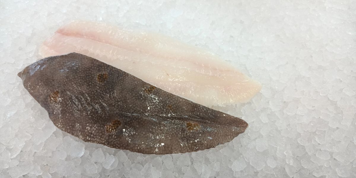 Extra Thick Boneless Cornish Plaice Fillets