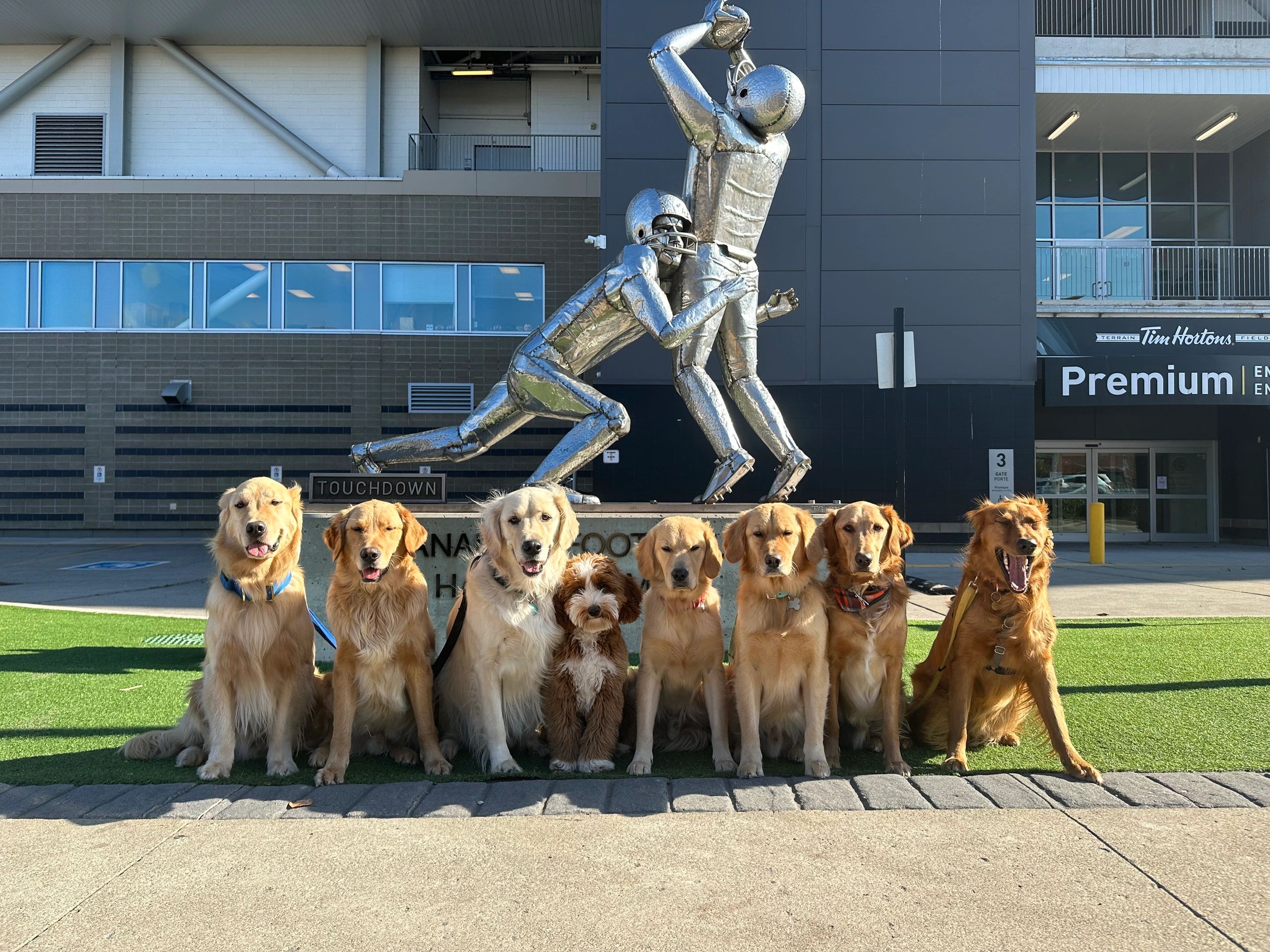 Morgan in Motion - Dog Walking, Pet Boarding