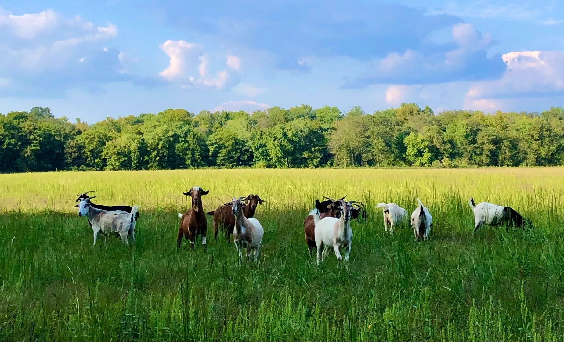 Dogtown Flying Ranch