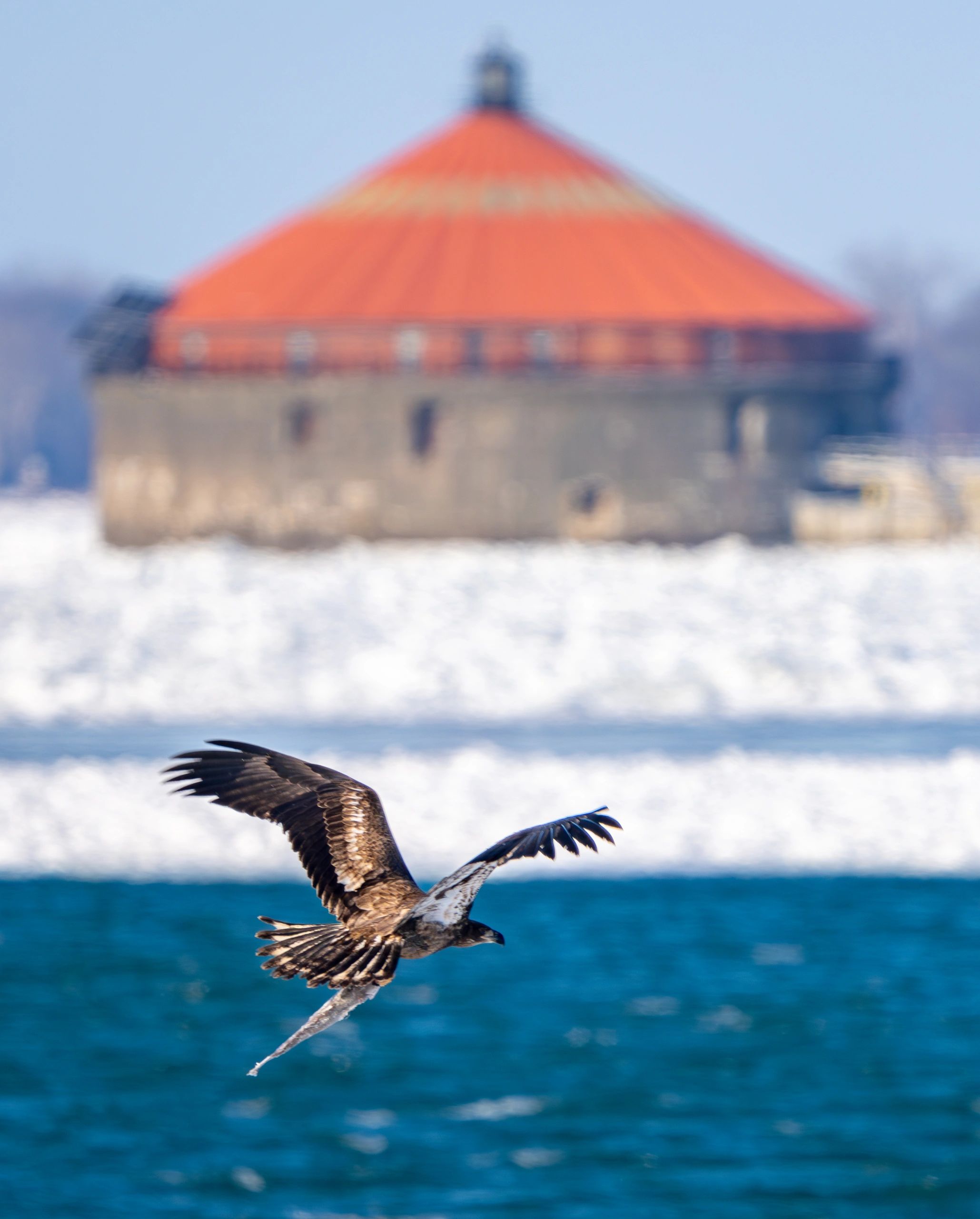 Buffalo Bird Photography
